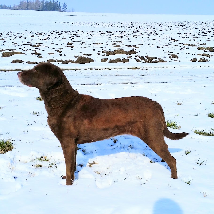 20180221_124512 - Chesapeake Bay Retriever