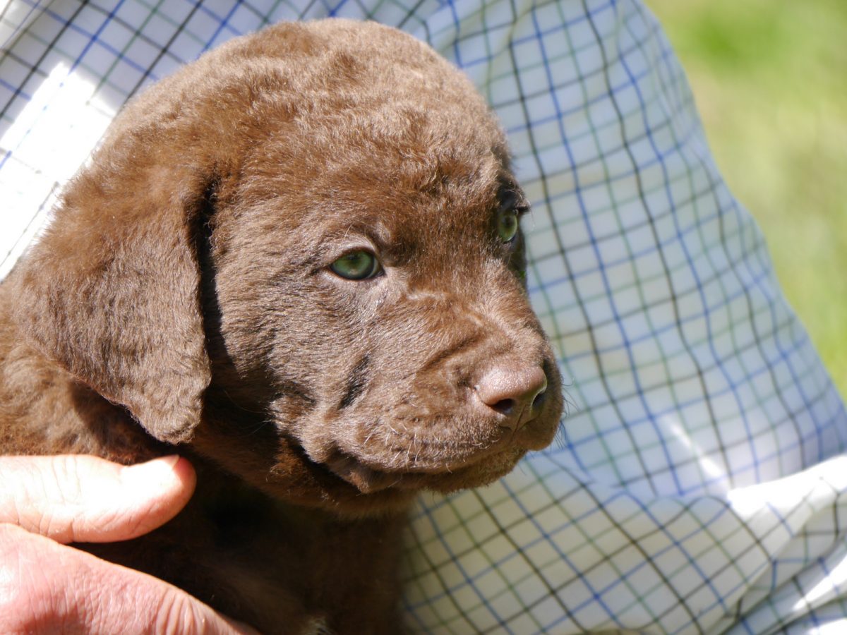 Example pup - Chesapeake Bay Retriever