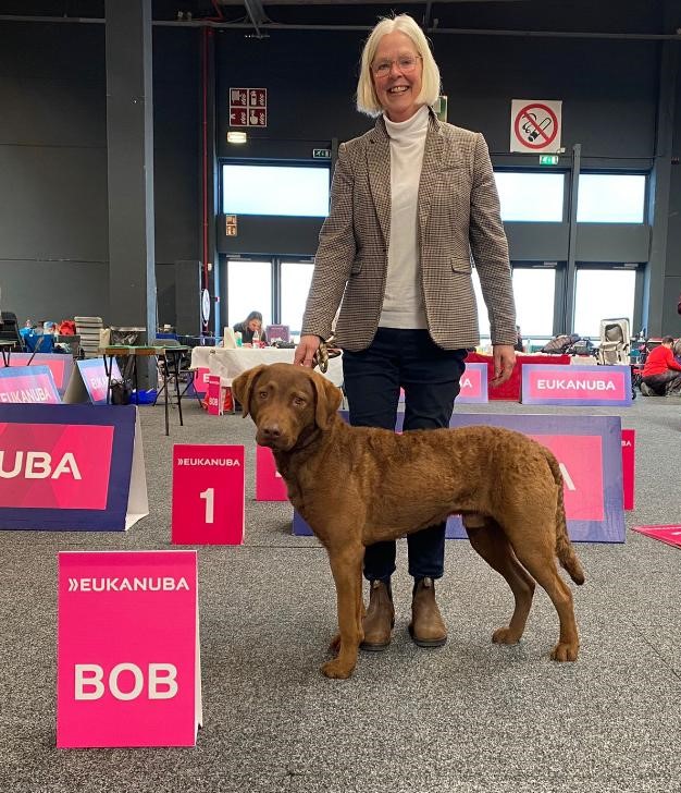 News - Chesapeake Bay Retriever